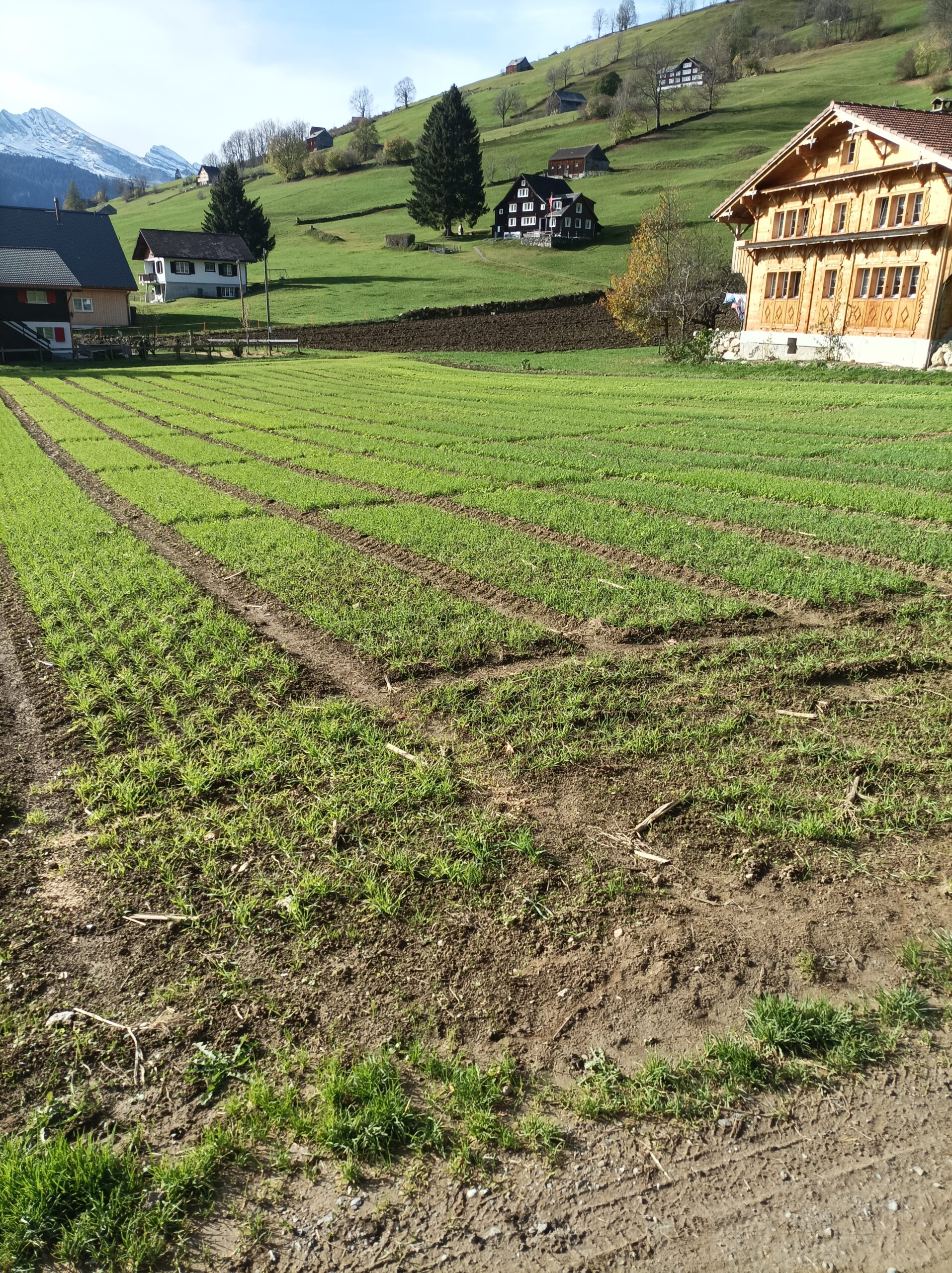 Projekte | Alpsteinkorn